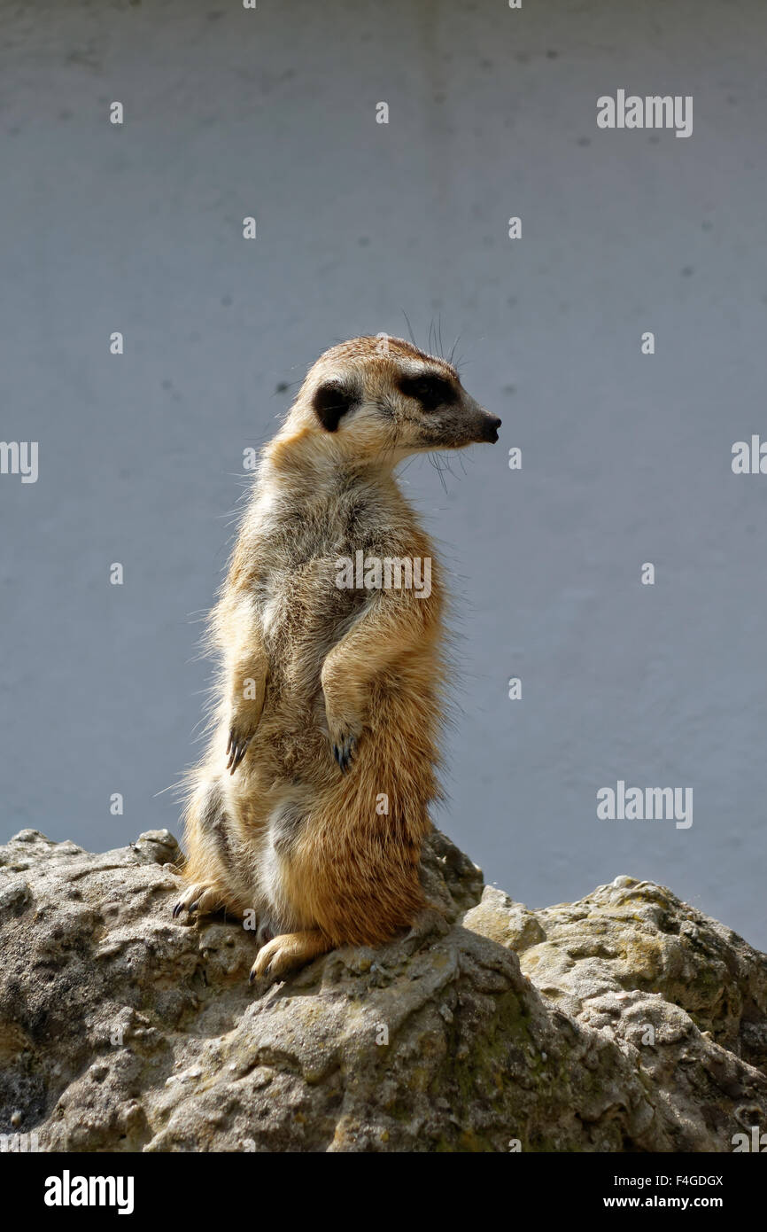 Male meerkat zoo hi-res stock photography and images - Alamy