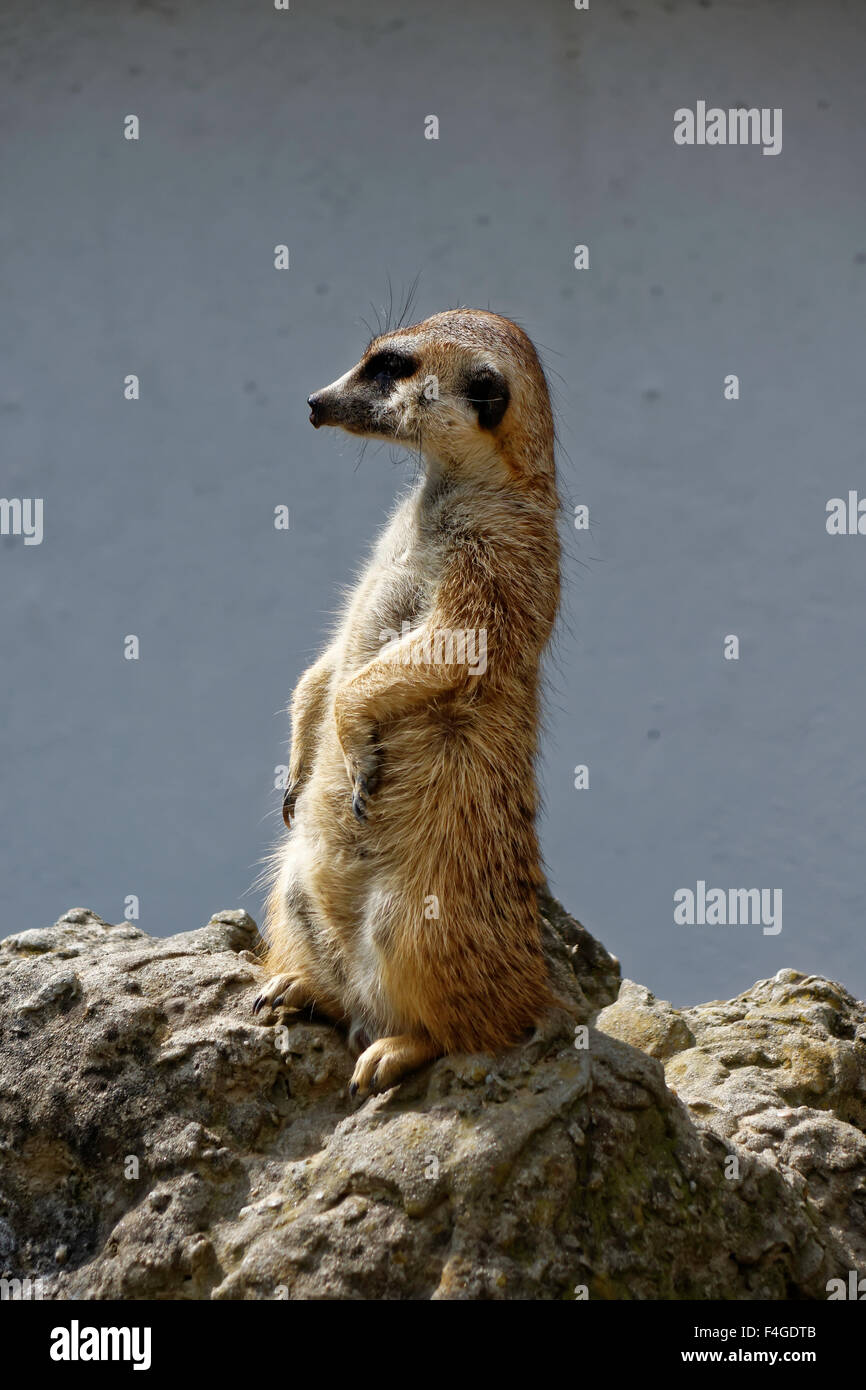 Male mongoose zoo hi-res stock photography and images - Alamy