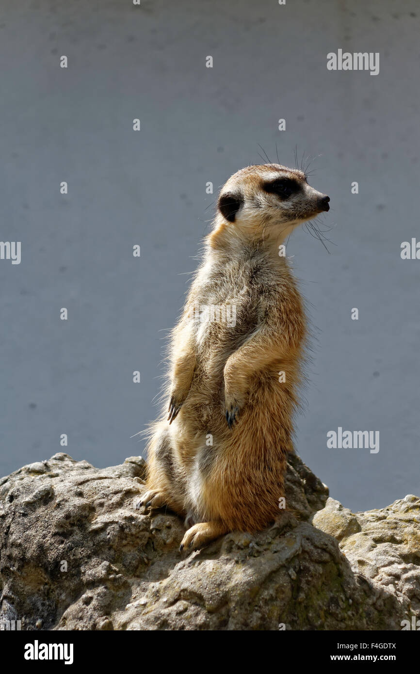 Male meerkat zoo hi-res stock photography and images - Alamy
