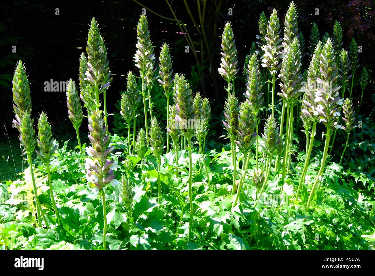 Acanthus border hi-res stock photography and images - Alamy