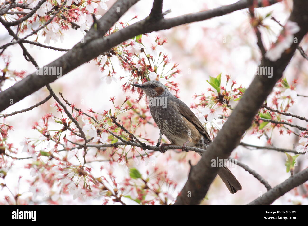 Bulbul flower hi-res stock photography and images - Alamy