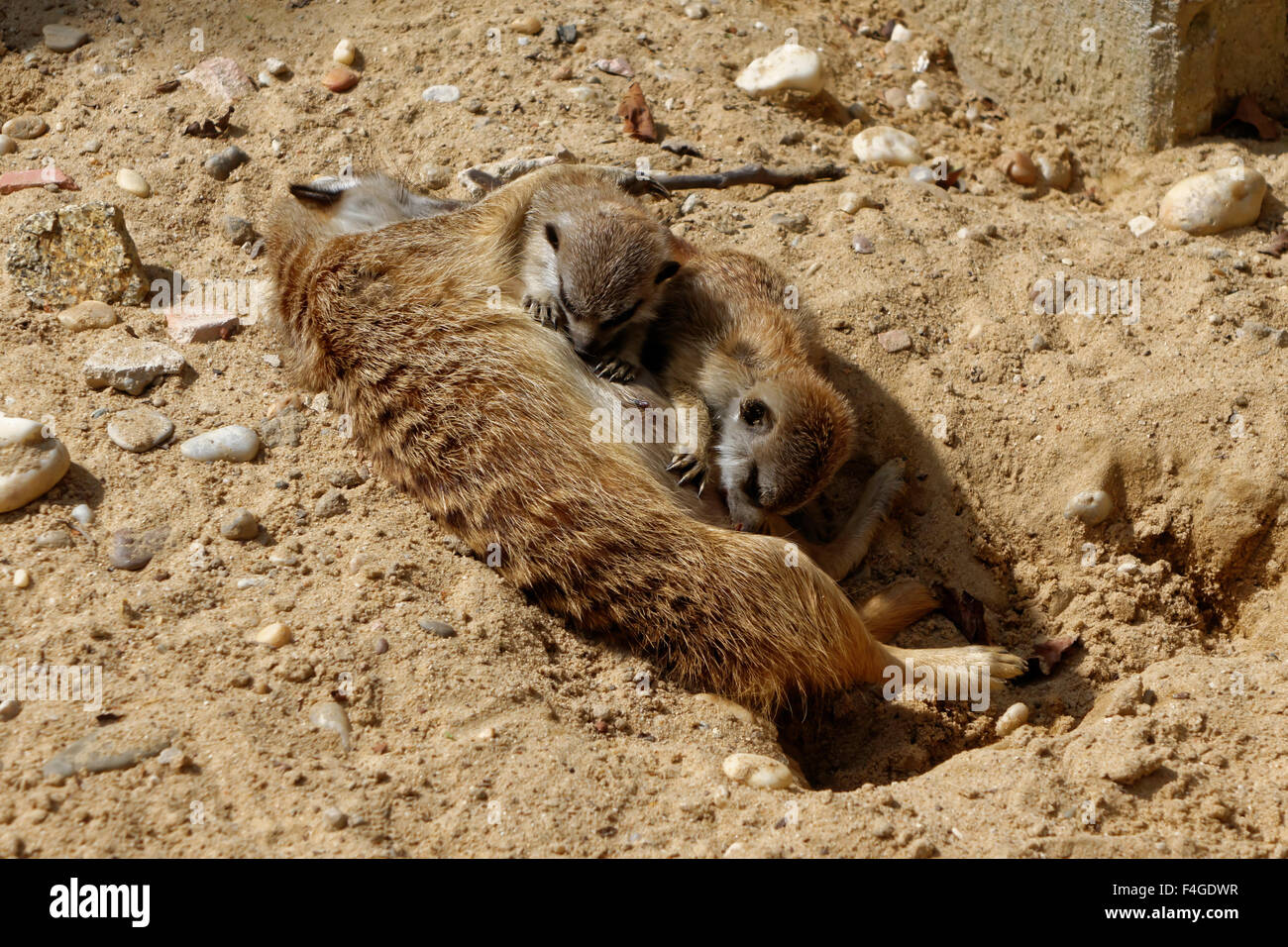 Male meerkat zoo hi-res stock photography and images - Alamy