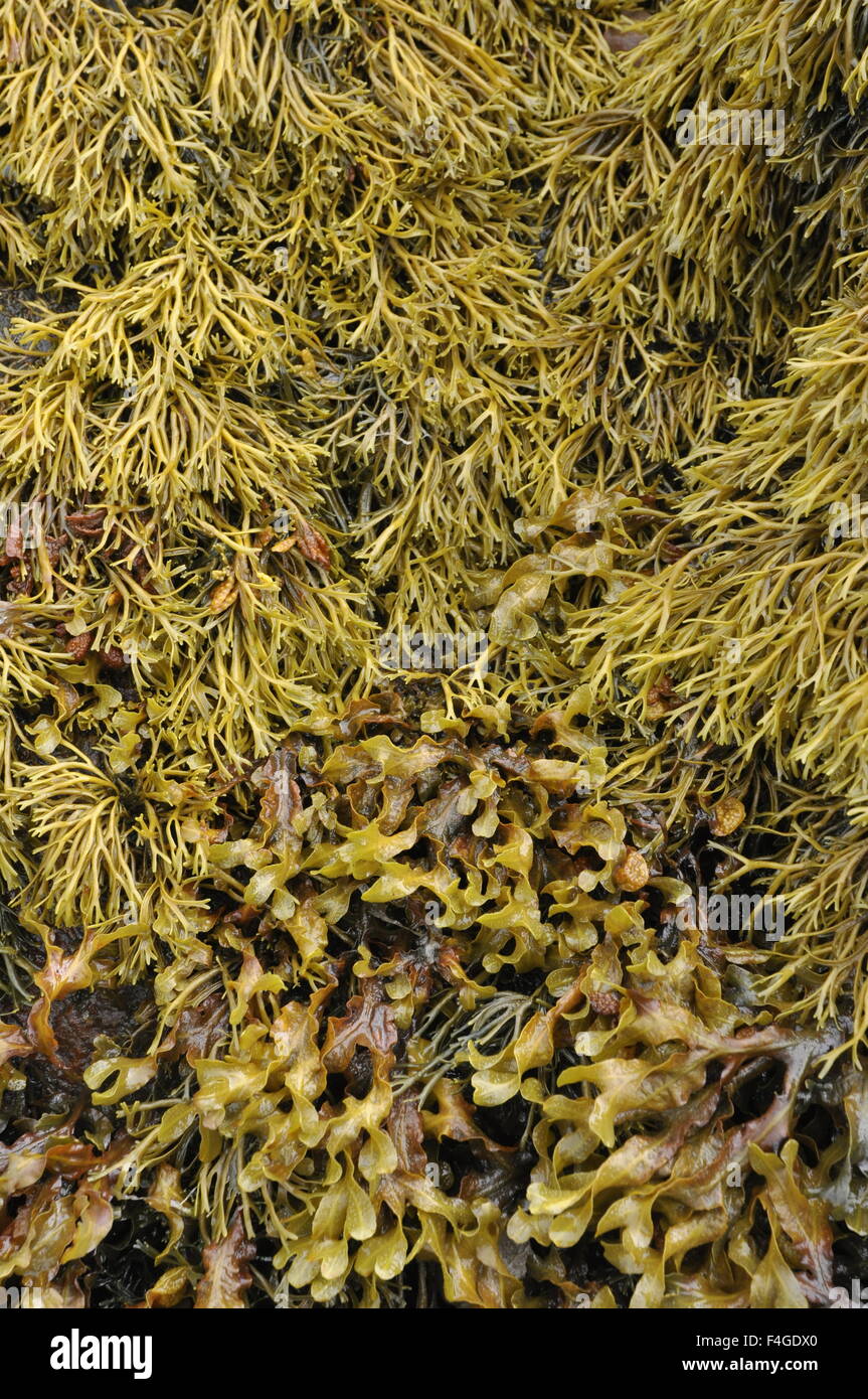 Seaweed cover hi-res stock photography and images - Alamy