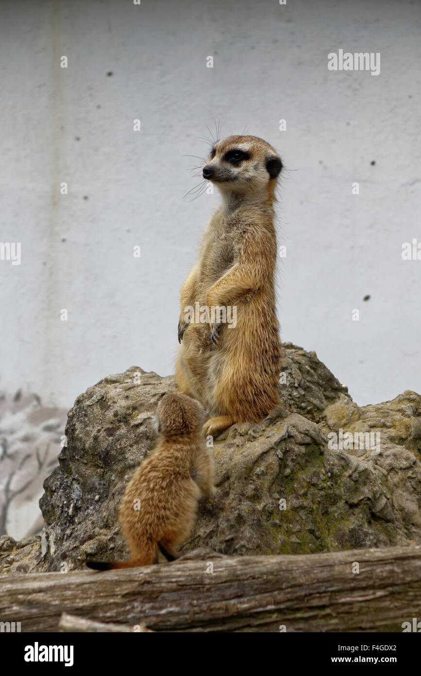 Male meerkat zoo hi-res stock photography and images - Alamy