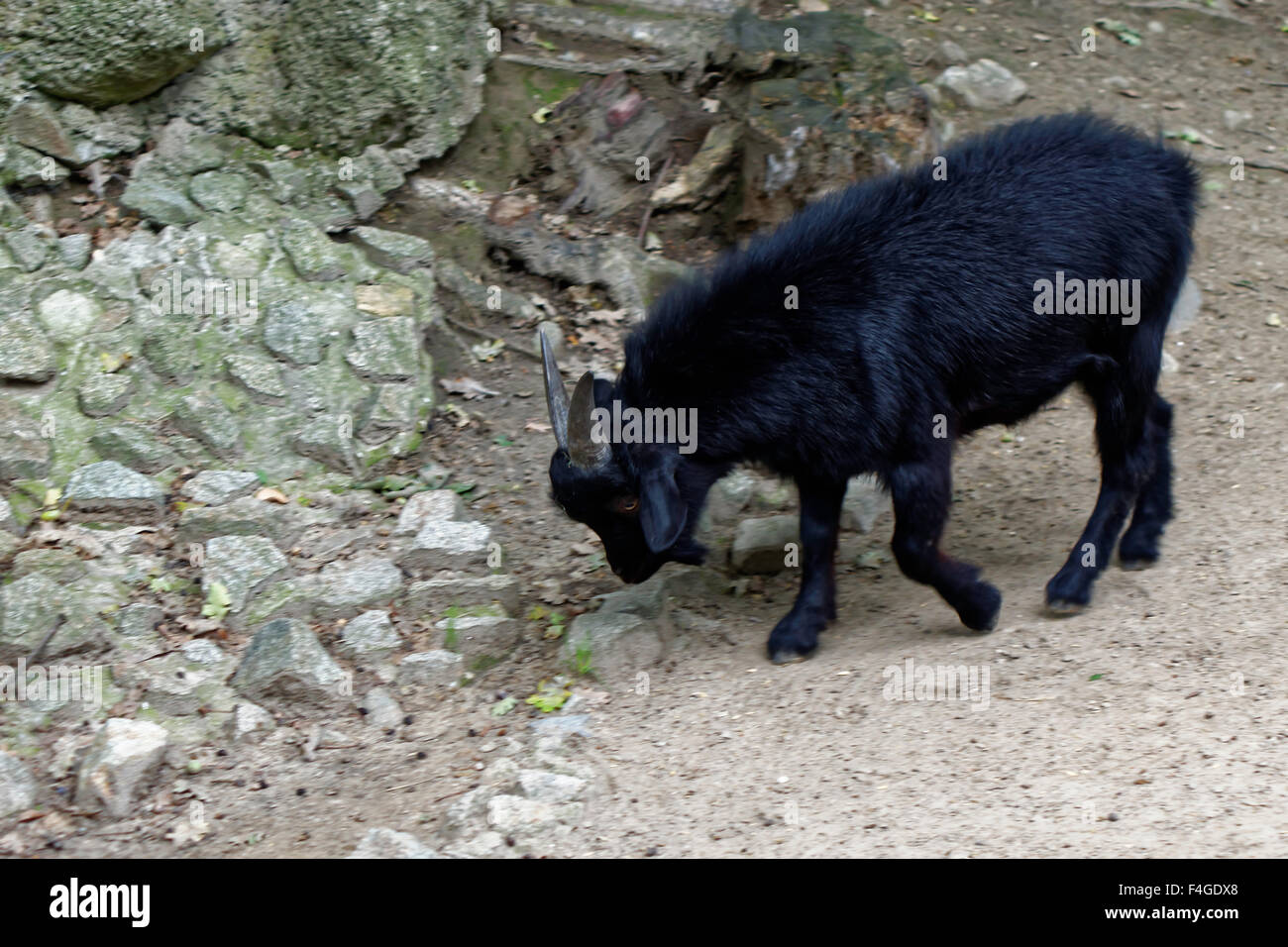 Black goat hi-res stock photography and images - Alamy