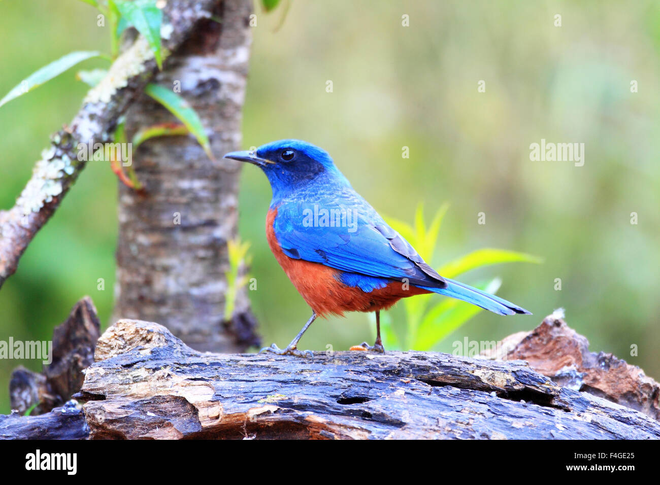 Chestnut thrush in thailand hi-res stock photography and images - Alamy