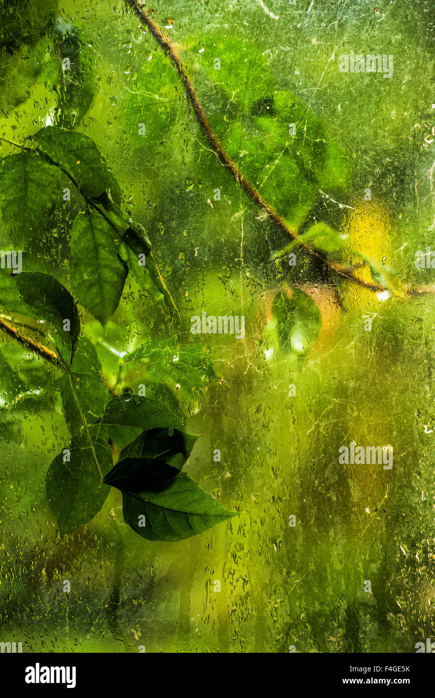 Green leaves on rainy window, abstract spring season background Stock ...