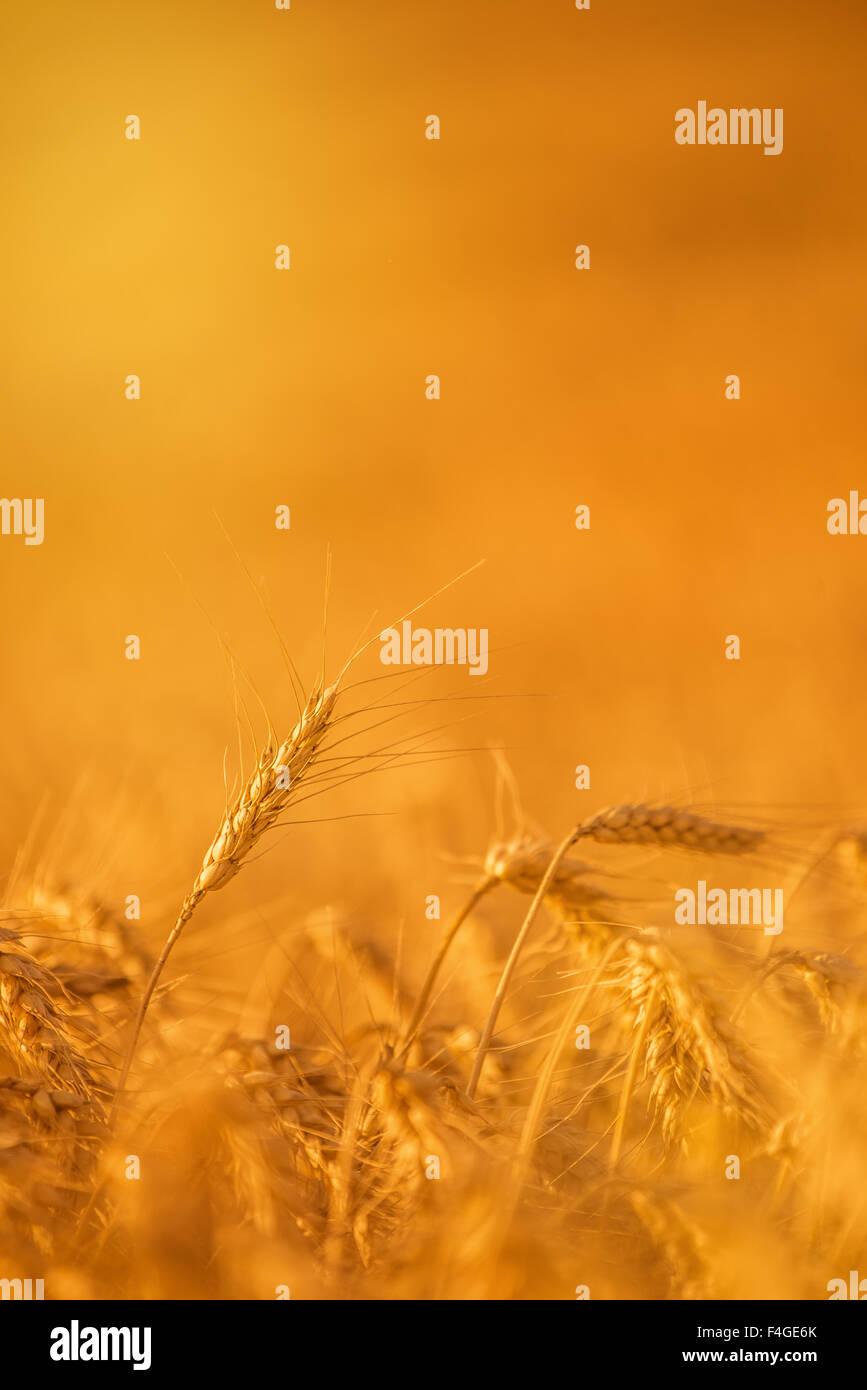 Golden crops hi-res stock photography and images - Alamy