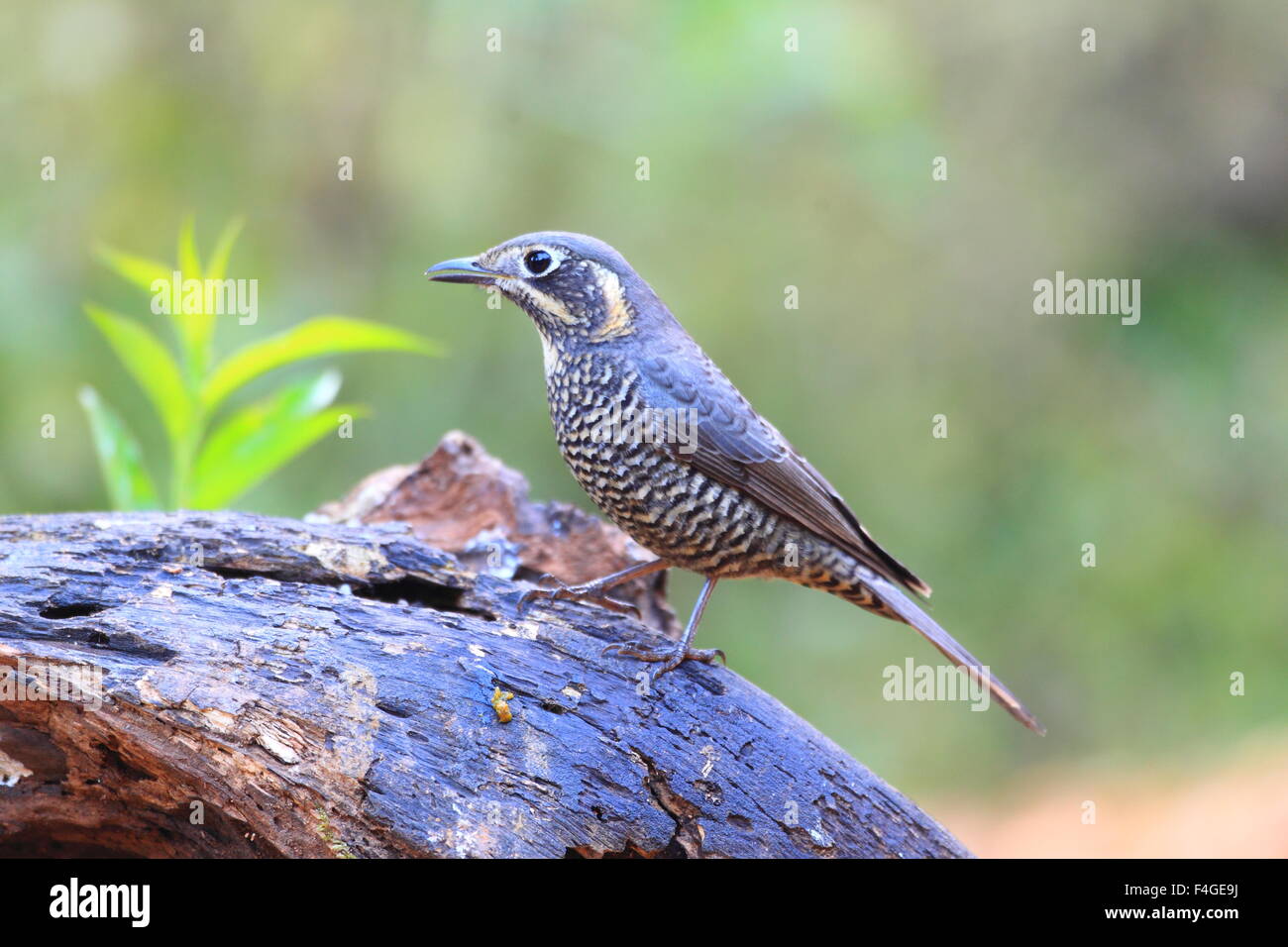 Chestnut-bellied Rock Thrush (Monticola rufiventris) female in Thailand ...