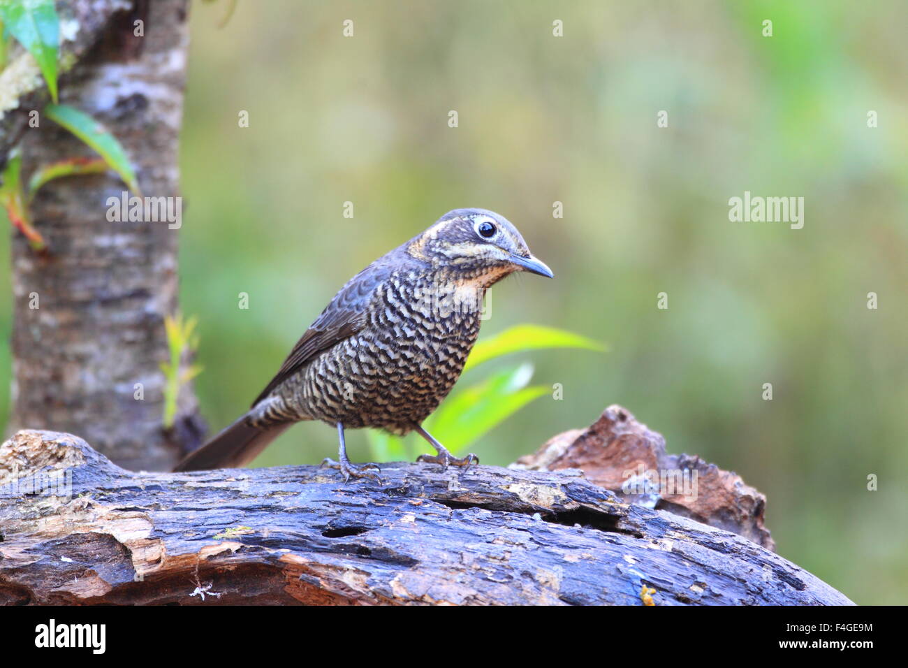 Chestnut-bellied Rock Thrush (Monticola rufiventris) female in Thailand ...