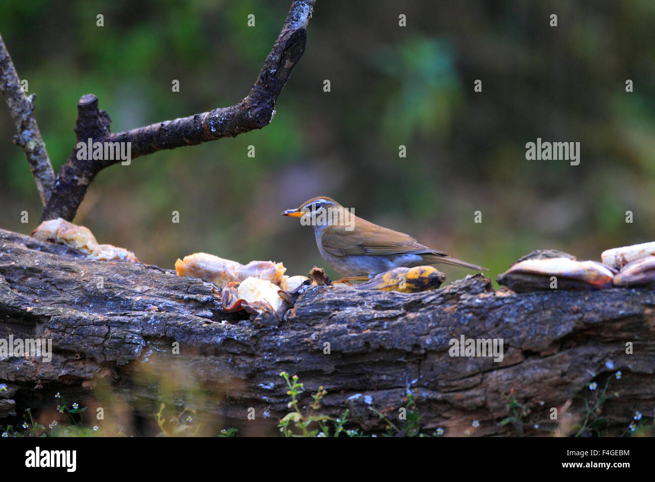 Grey-sided Thrush (Turdus feae) in Thailand Stock Photo - Alamy