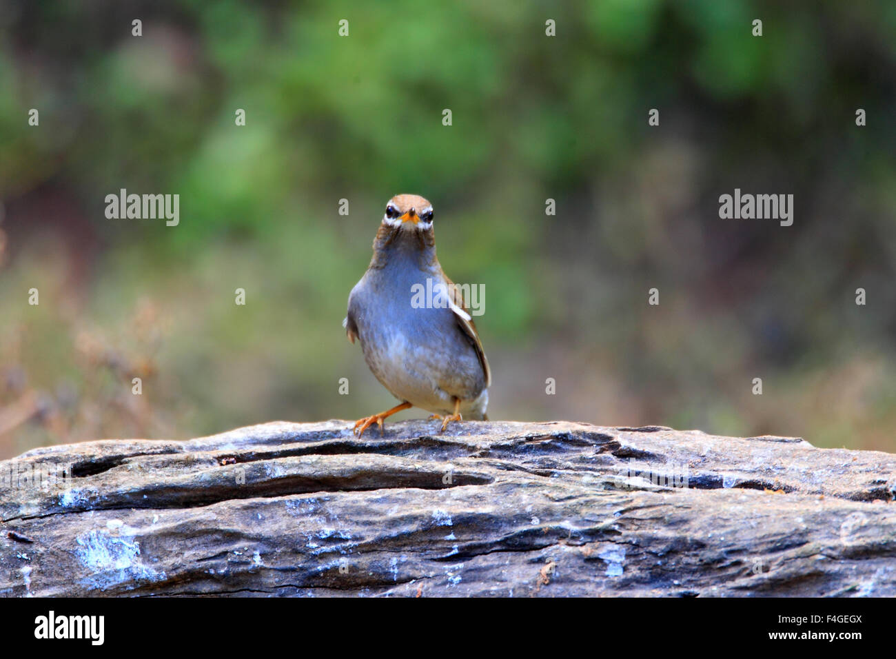Grey-sided Thrush (Turdus feae) in Thailand Stock Photo - Alamy