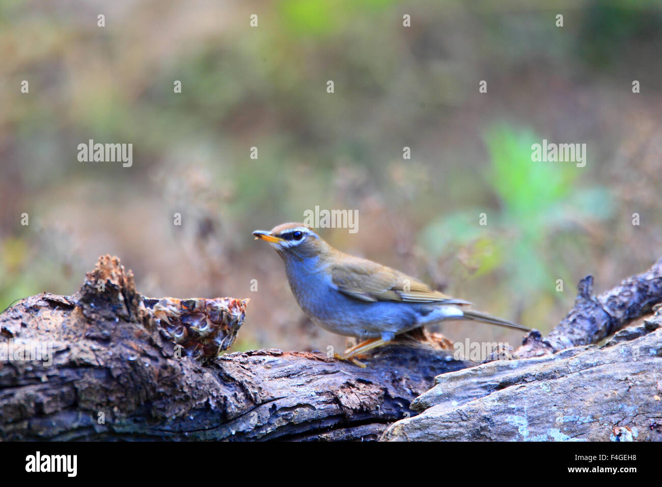 Thrush species hi-res stock photography and images - Alamy