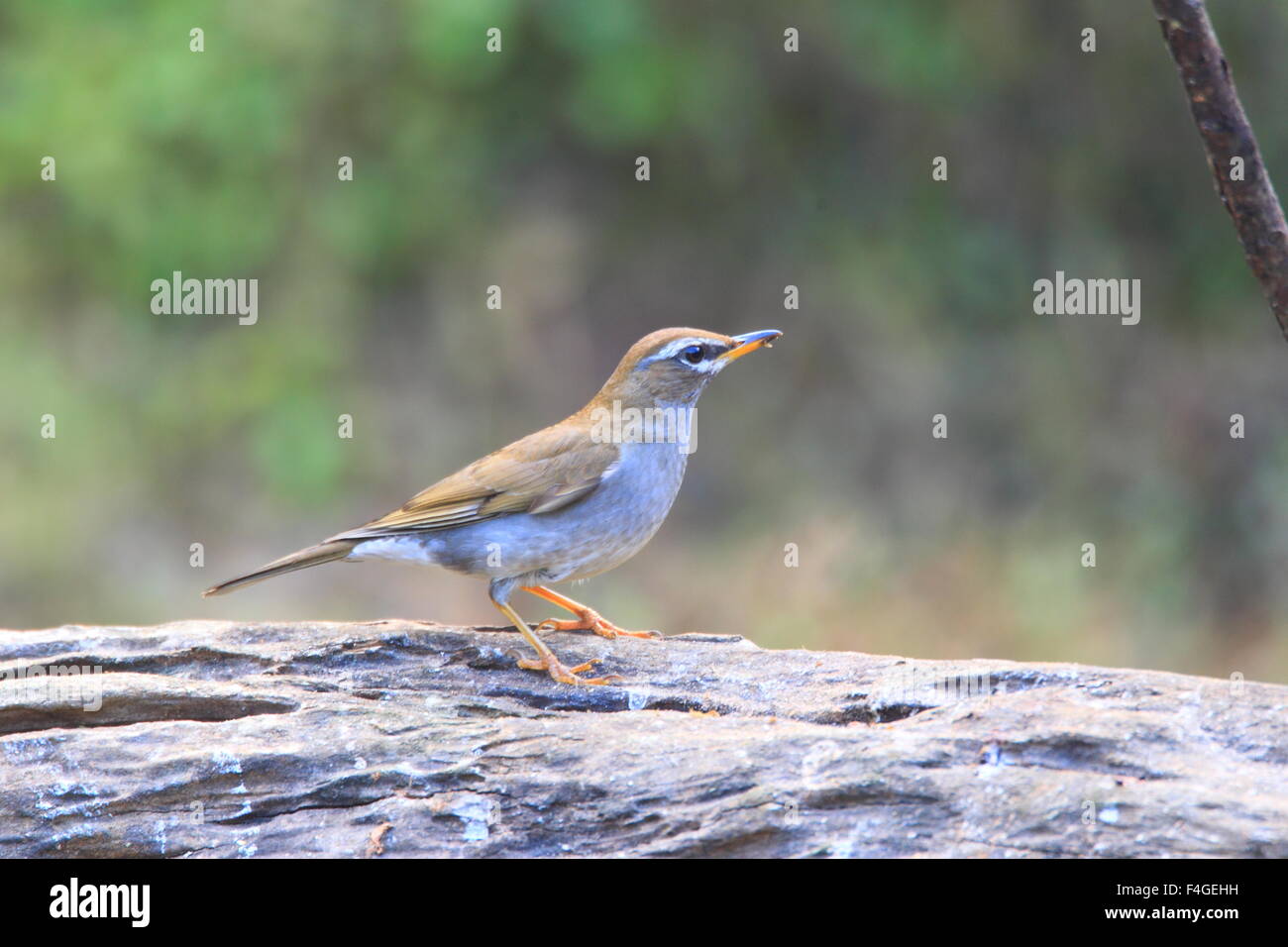 Thrush species hi-res stock photography and images - Alamy