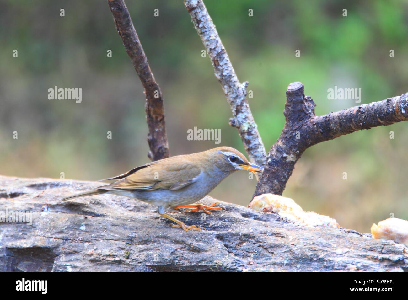 Grey-sided Thrush (Turdus feae) in Thailand Stock Photo - Alamy