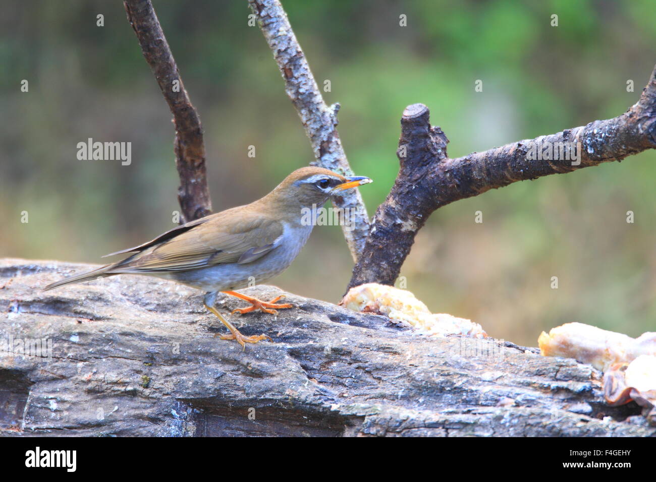 Thrush species hi-res stock photography and images - Alamy