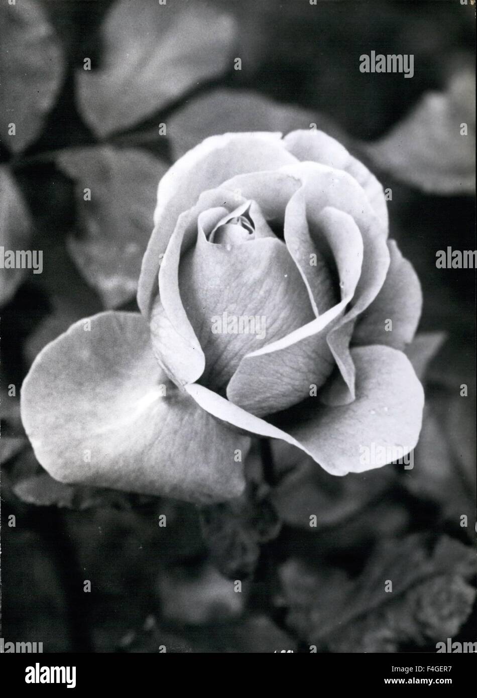 Feb. 24, 1968 - This beautiful rose is called ''Chief Seattle of ...
