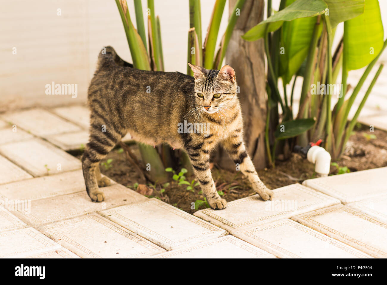 Beautiful cat in the garden Stock Photo - Alamy