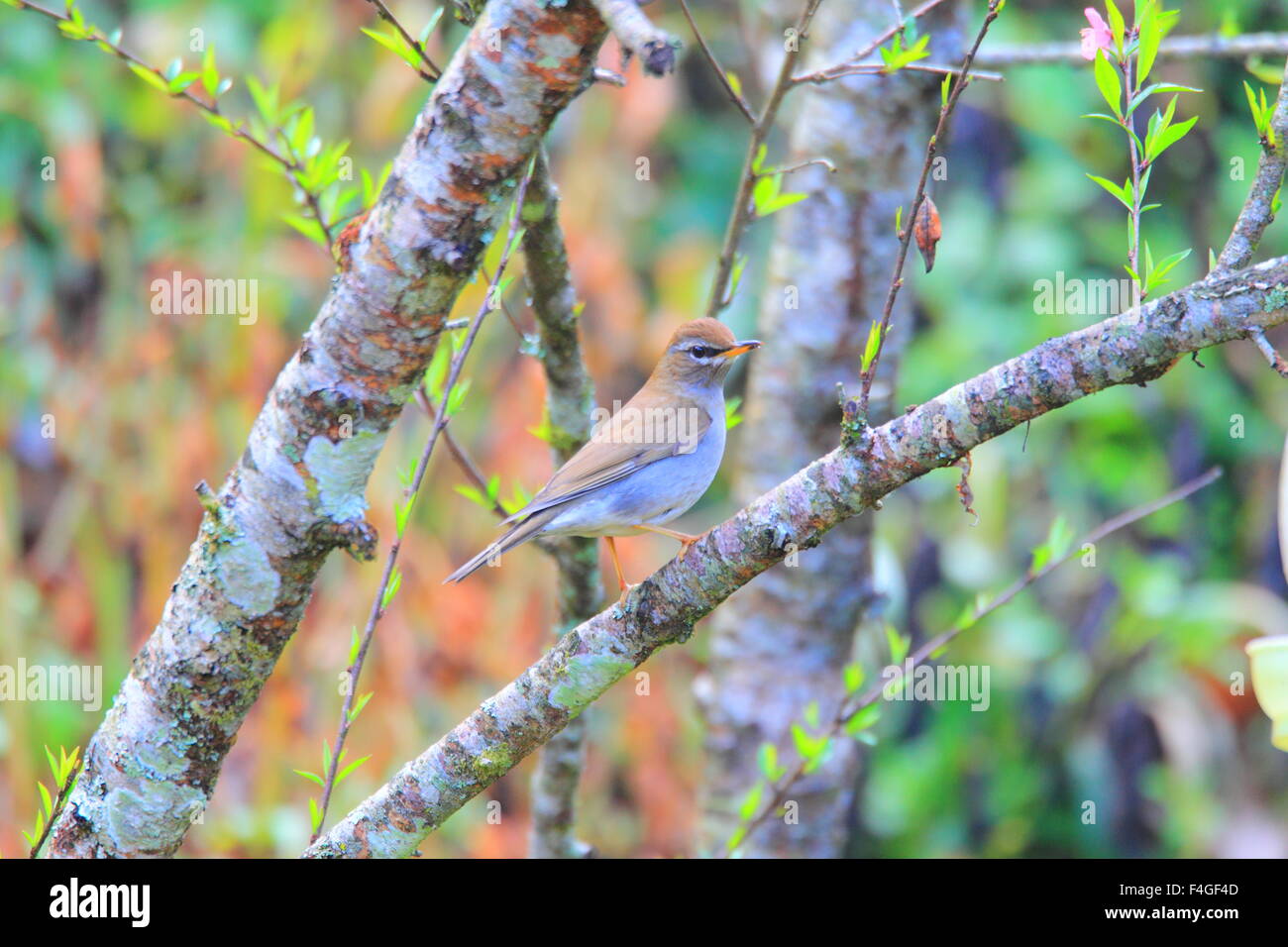 Grey-sided Thrush (Turdus feae) in Thailand Stock Photo - Alamy
