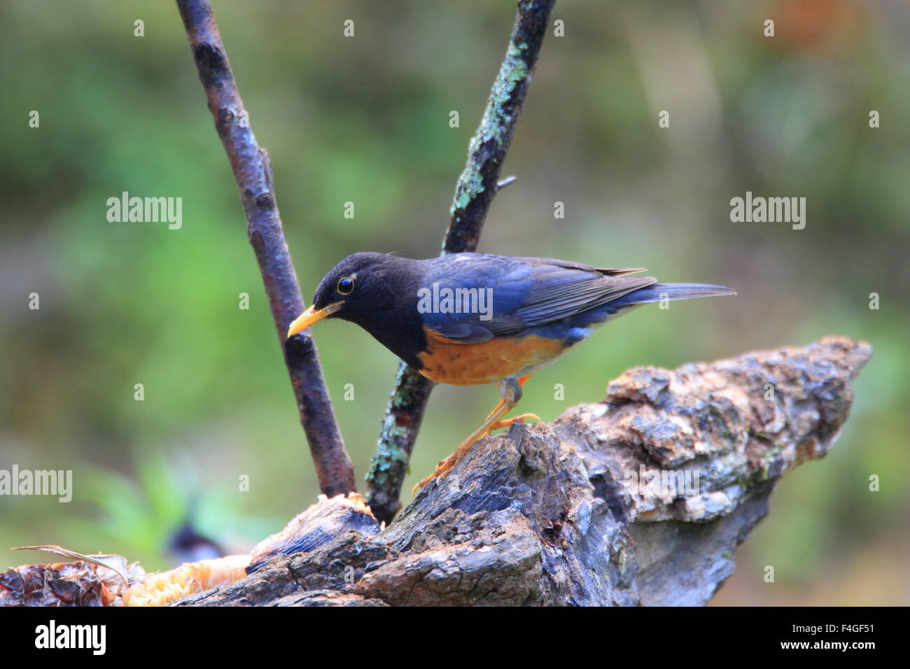 Fauna thailand hi-res stock photography and images - Alamy