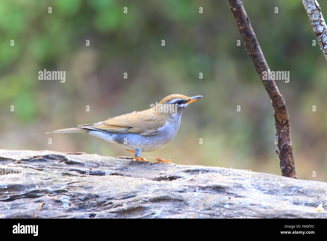 Grey-sided Thrush (Turdus feae) in Thailand Stock Photo - Alamy