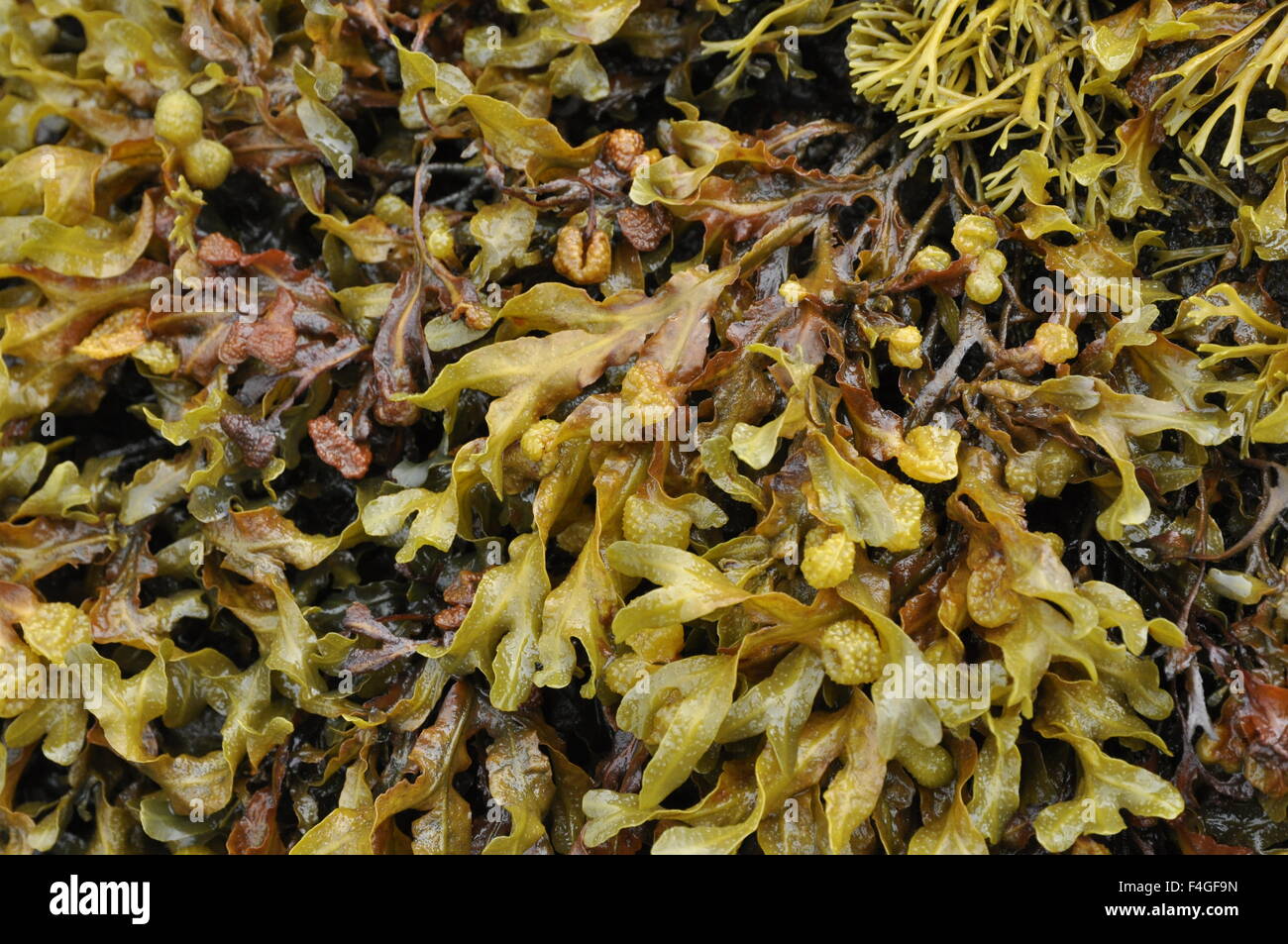 Bladderwrack seaweed hi-res stock photography and images - Alamy
