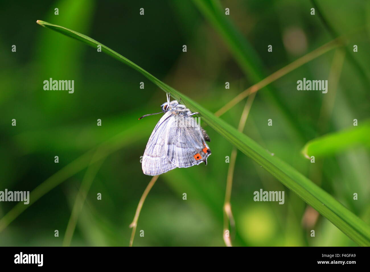 Favonius cognatus hi-res stock photography and images - Alamy