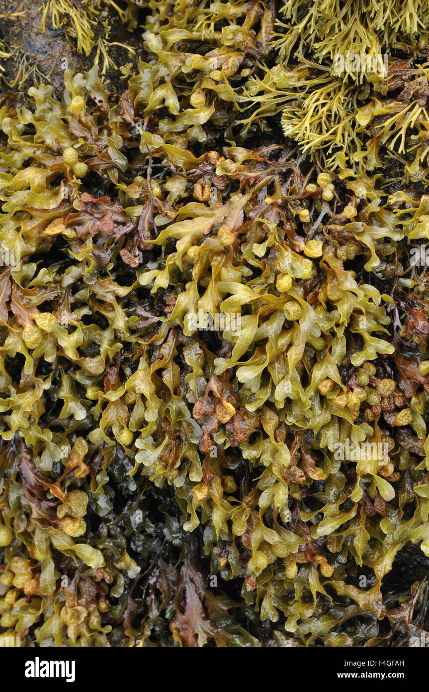Bladderwrack seaweed hi-res stock photography and images - Alamy