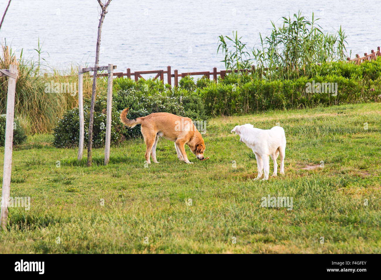 Two dogs running in the meadow Stock Photo - Alamy