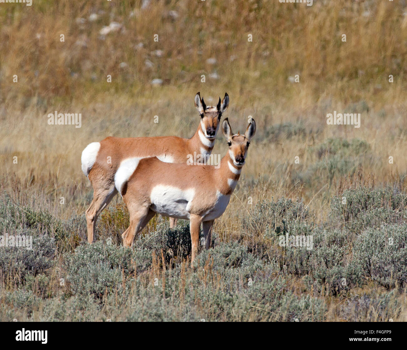 Two pronghorn antelopes hi-res stock photography and images - Alamy
