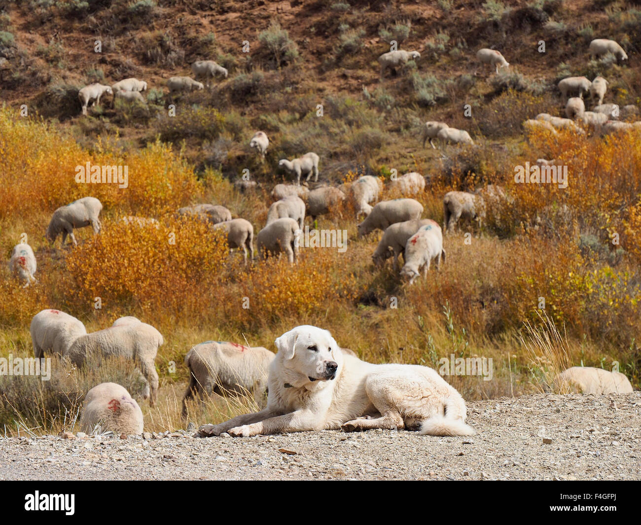 Livestock guardian dog guarding hi-res stock photography and images - Alamy