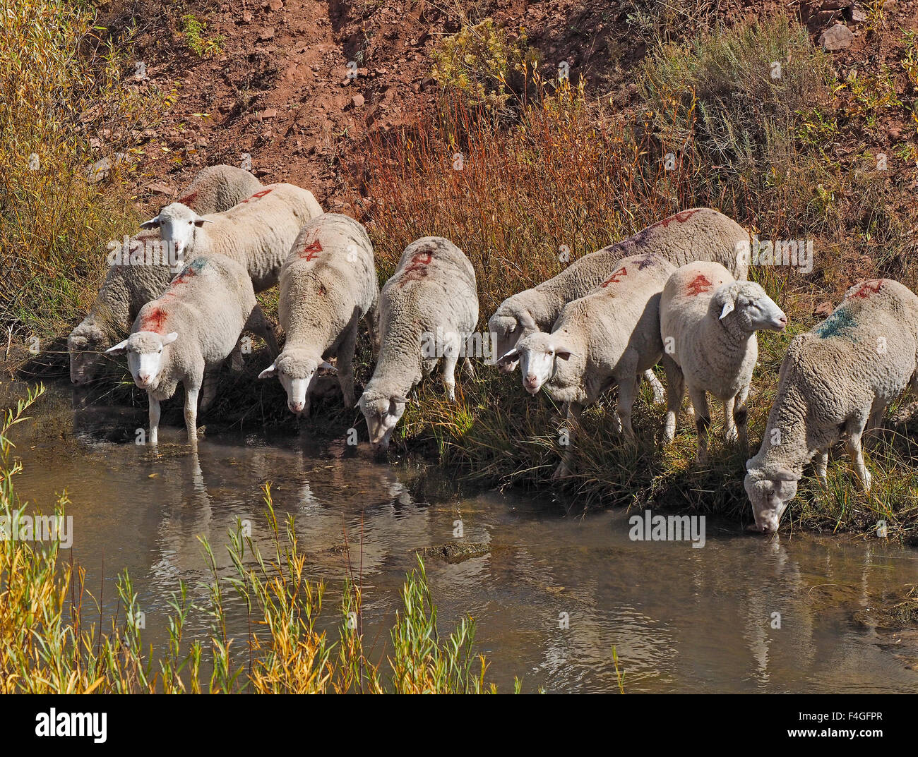 Sheep drinking hi-res stock photography and images - Alamy