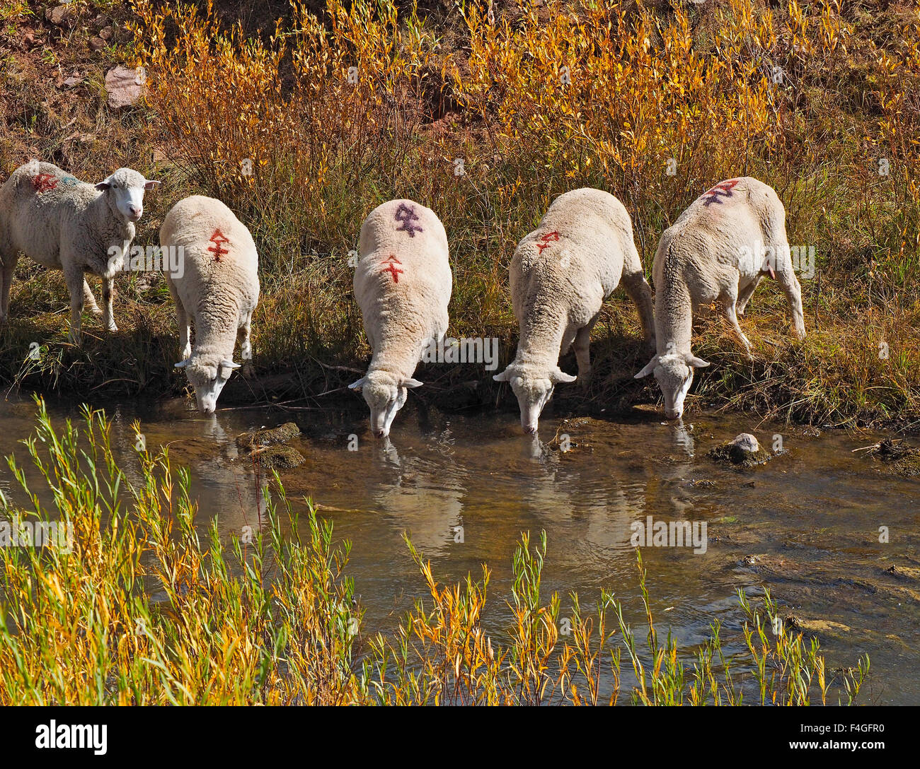 Branded Sheep Stock Photos & Branded Sheep Stock Images - Alamy