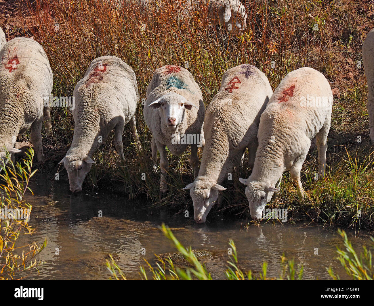 Sheep drinking hi-res stock photography and images - Alamy