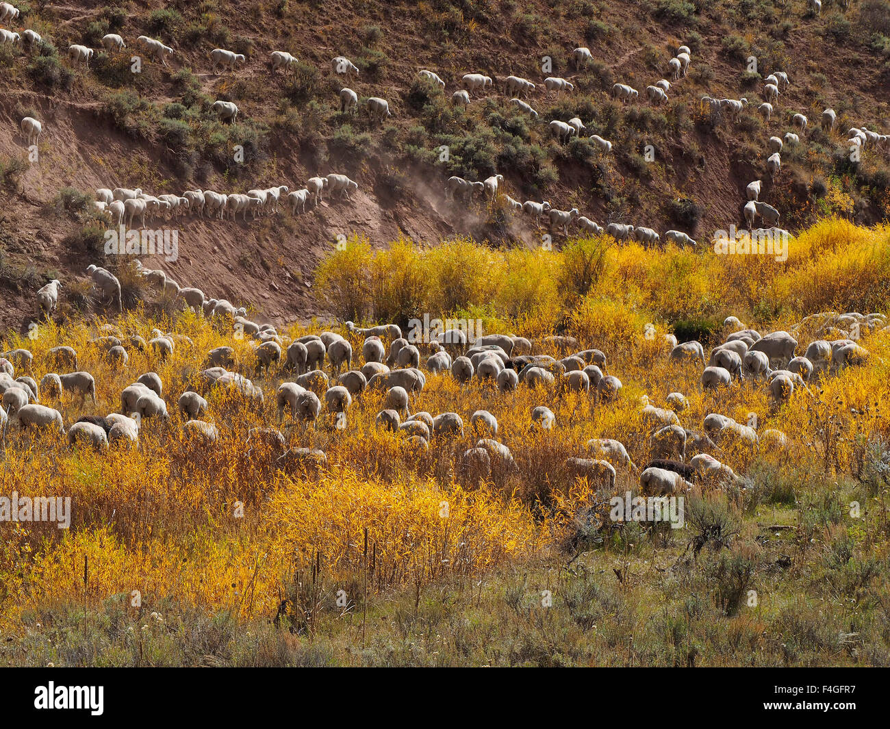 Flock of Sheep Stock Photo - Alamy