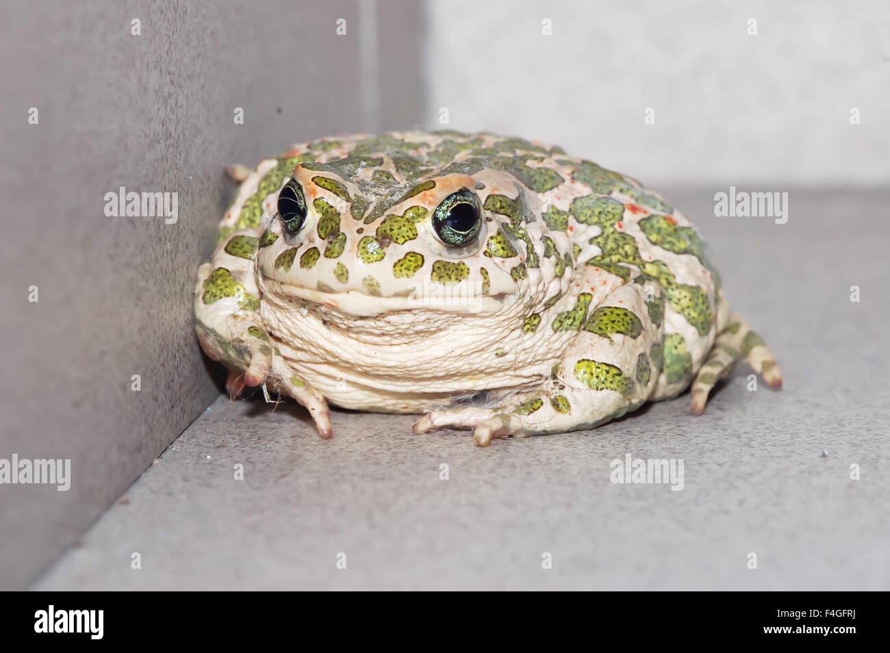 Common European Toad Stock Photo - Alamy