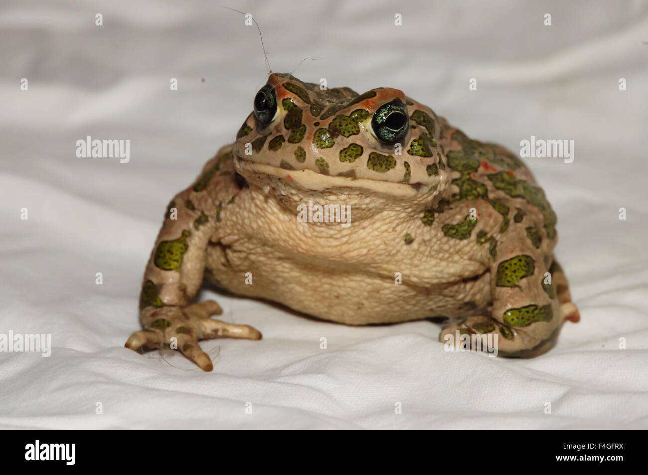 Common European Toad Stock Photo - Alamy