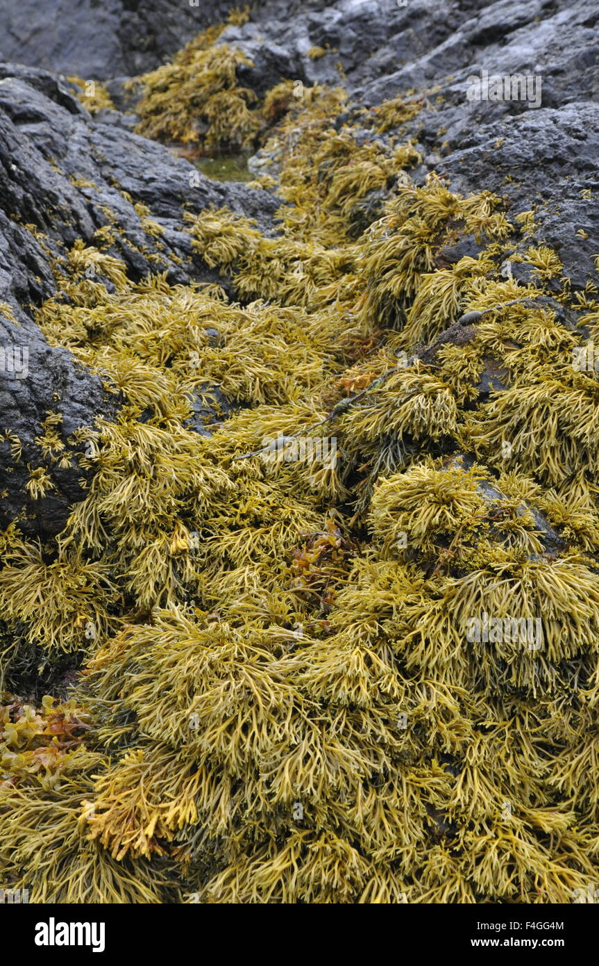 Seaweed cover hi-res stock photography and images - Alamy