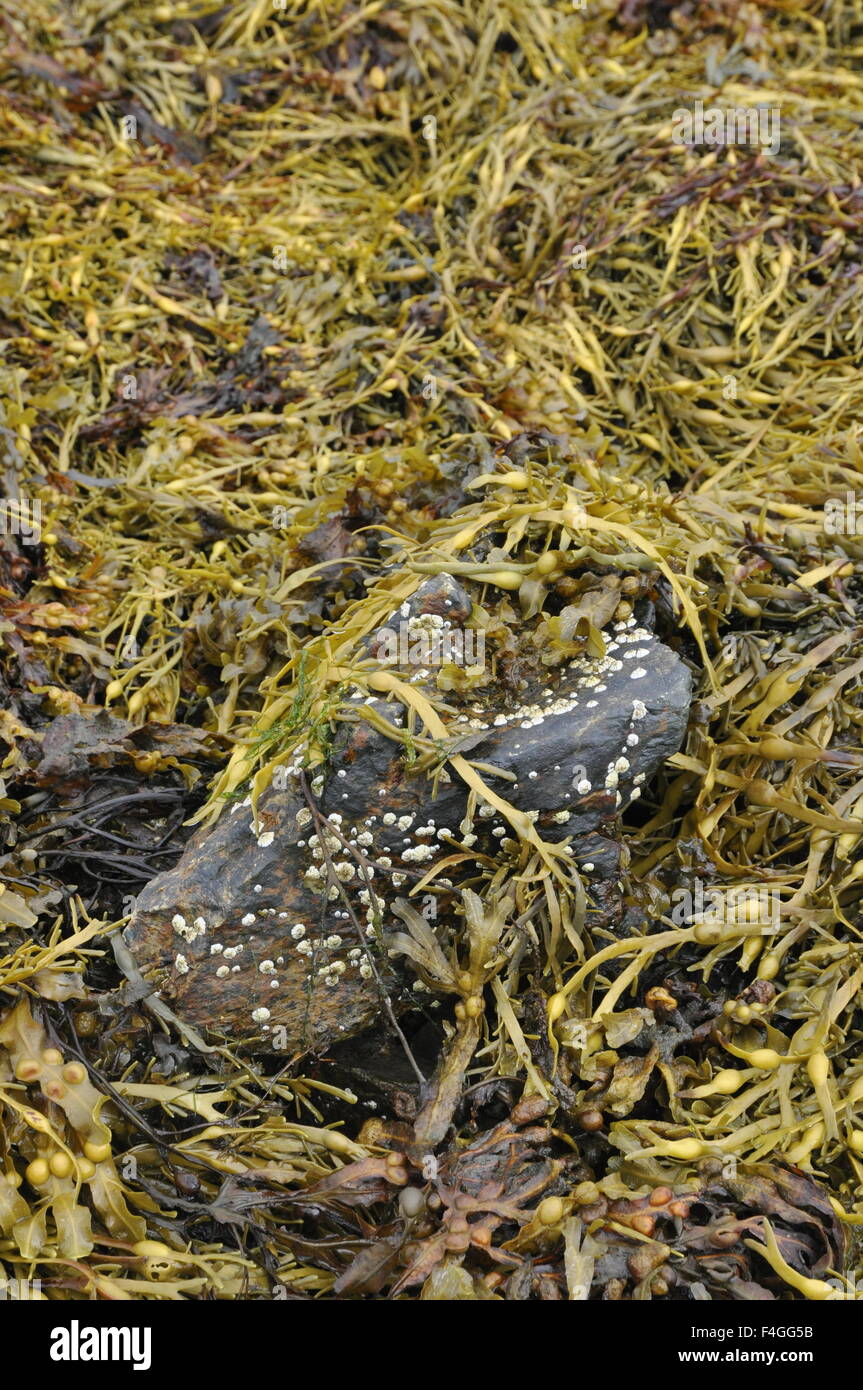 seaweed and rock Stock Photo - Alamy
