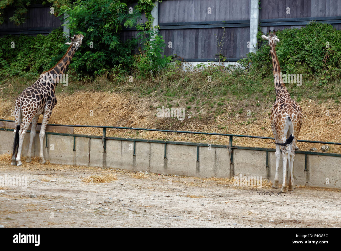Giraffe pair hi-res stock photography and images - Alamy