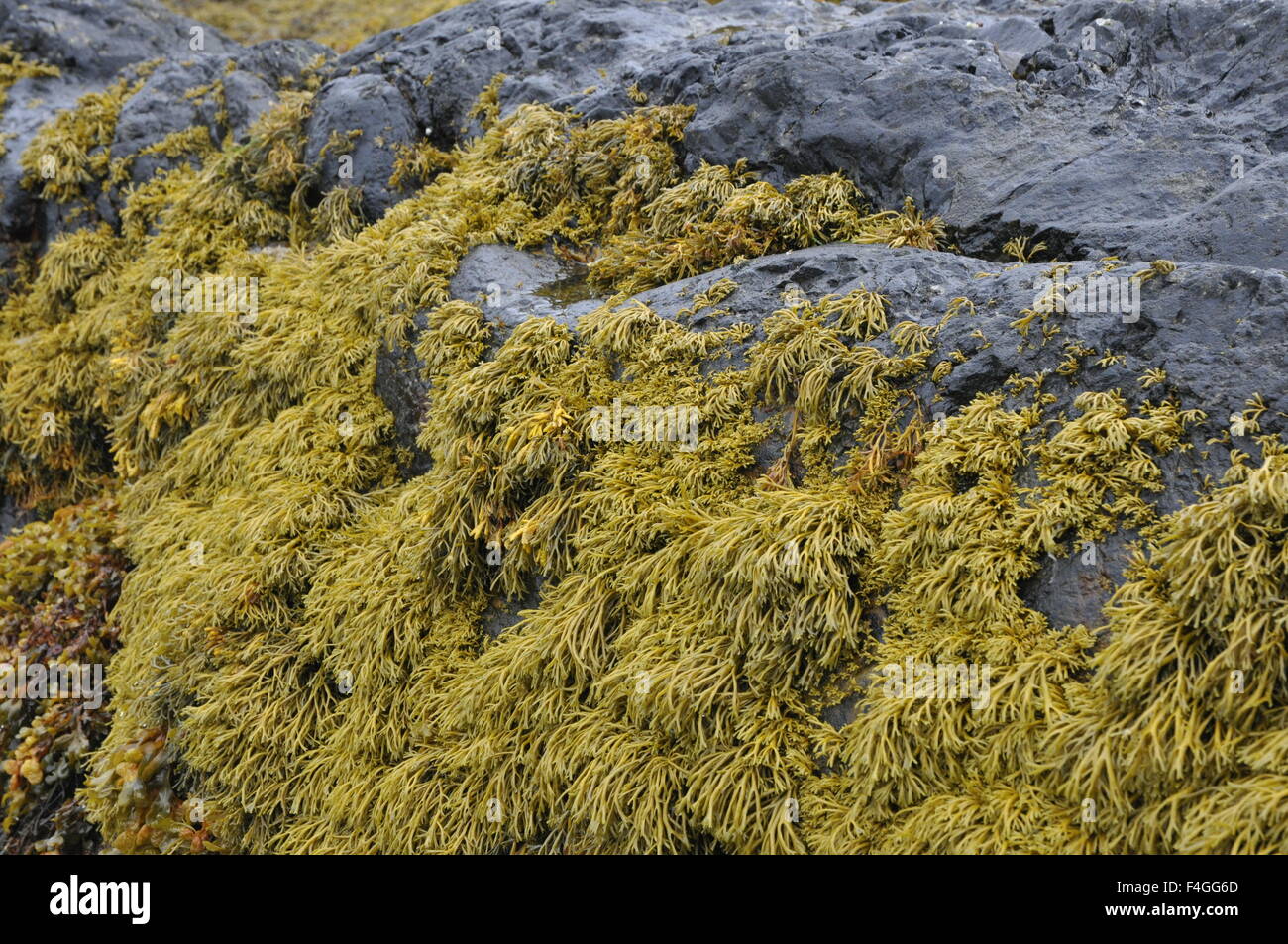 Seaweed on rocks hi-res stock photography and images - Alamy