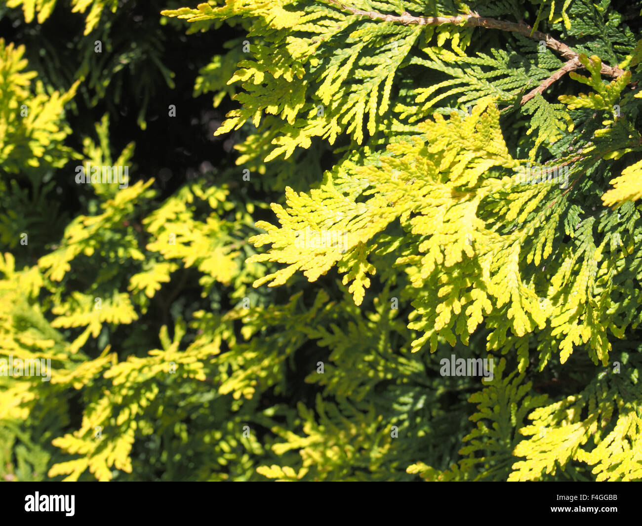 Cedar bough hi-res stock photography and images - Alamy