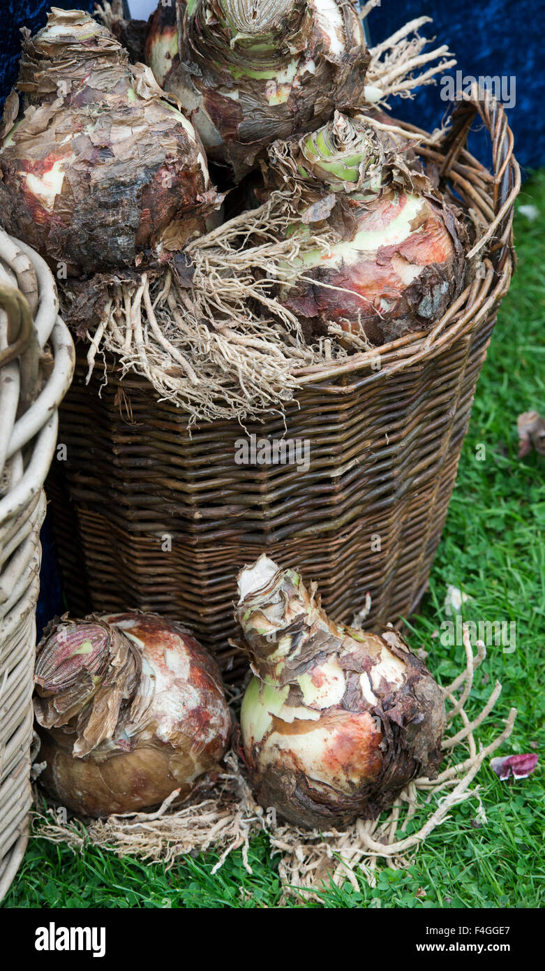 Hippeastrum bulbs hi-res stock photography and images - Alamy