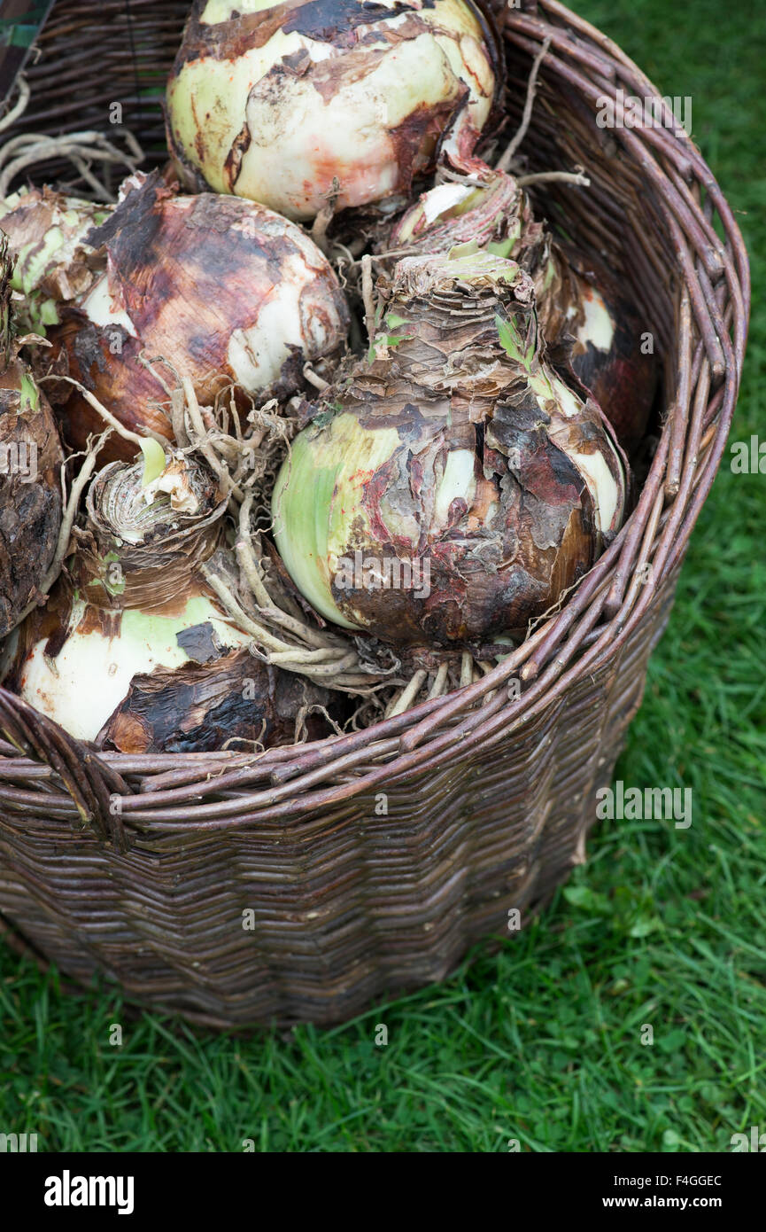 Hippeastrum bulbs hi-res stock photography and images - Alamy