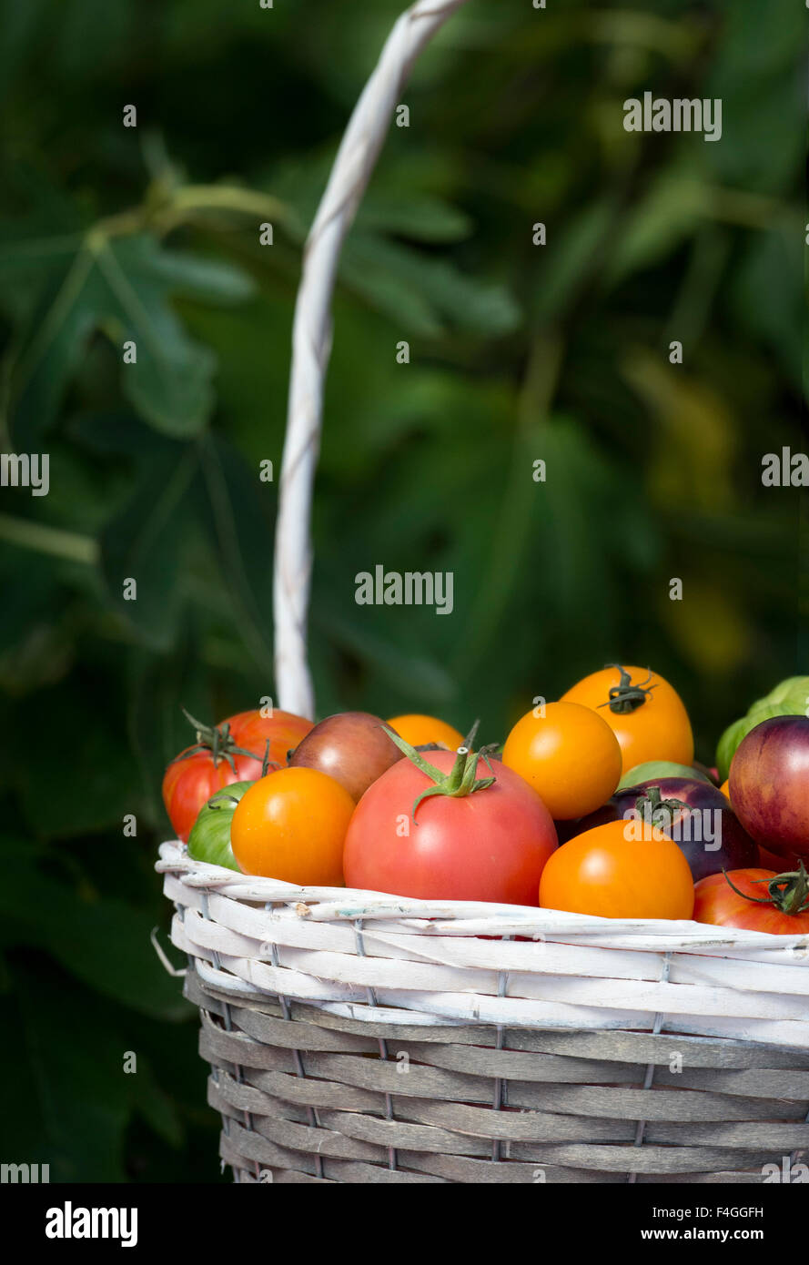 Show tomatoes hi-res stock photography and images - Alamy