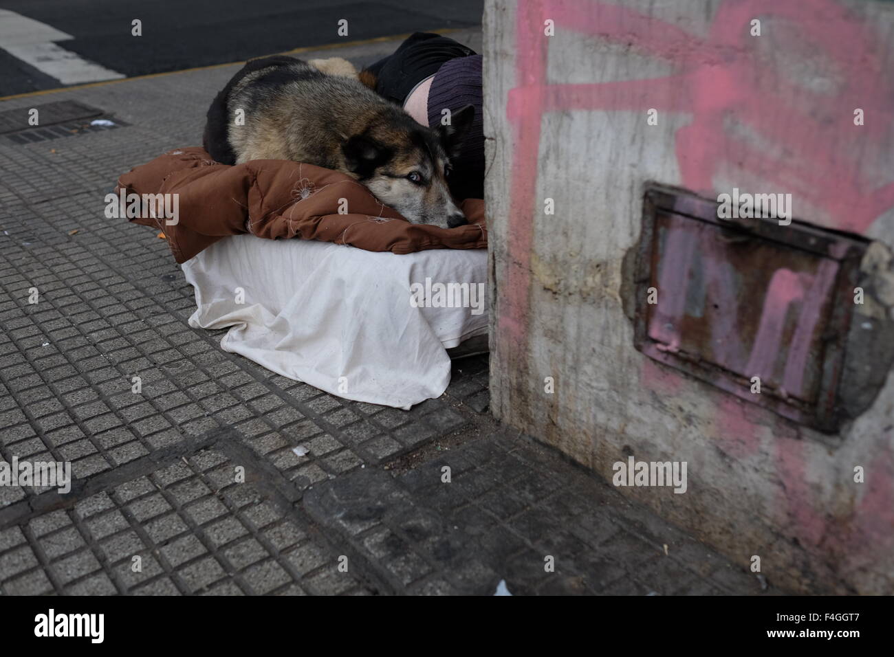 Homeless dog hi-res stock photography and images - Alamy