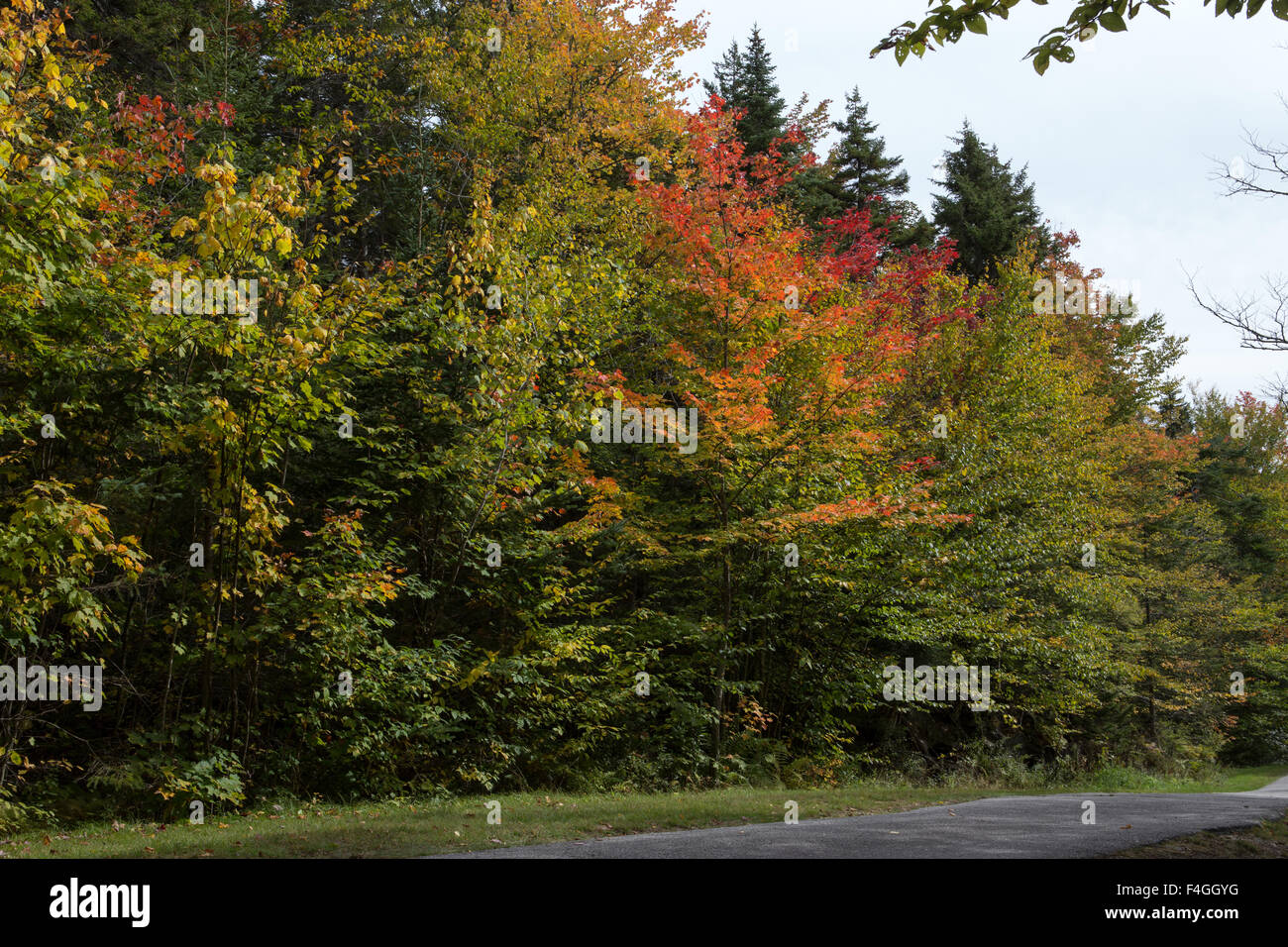 Trees in New Hampshire and the forest at fall time Stock Photo - Alamy