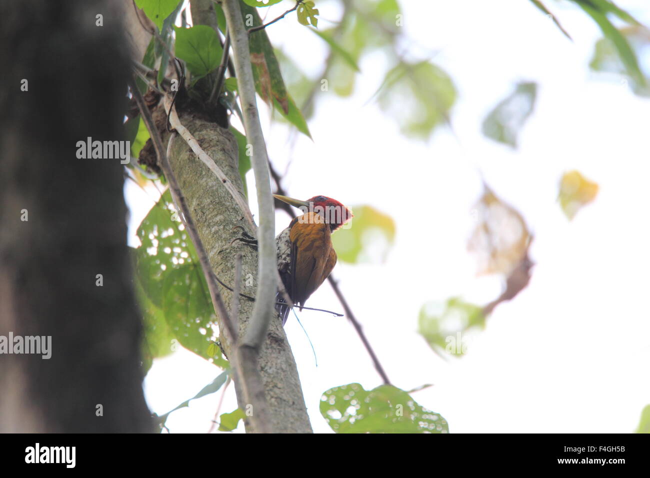 Red-headed flameback ((Chrysocolaptes erythrocephalus) in Palawan ...