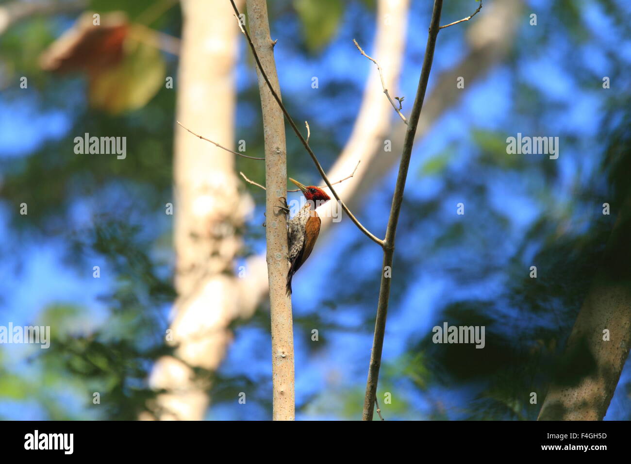 Red-headed flameback ((Chrysocolaptes erythrocephalus) in Palawan ...