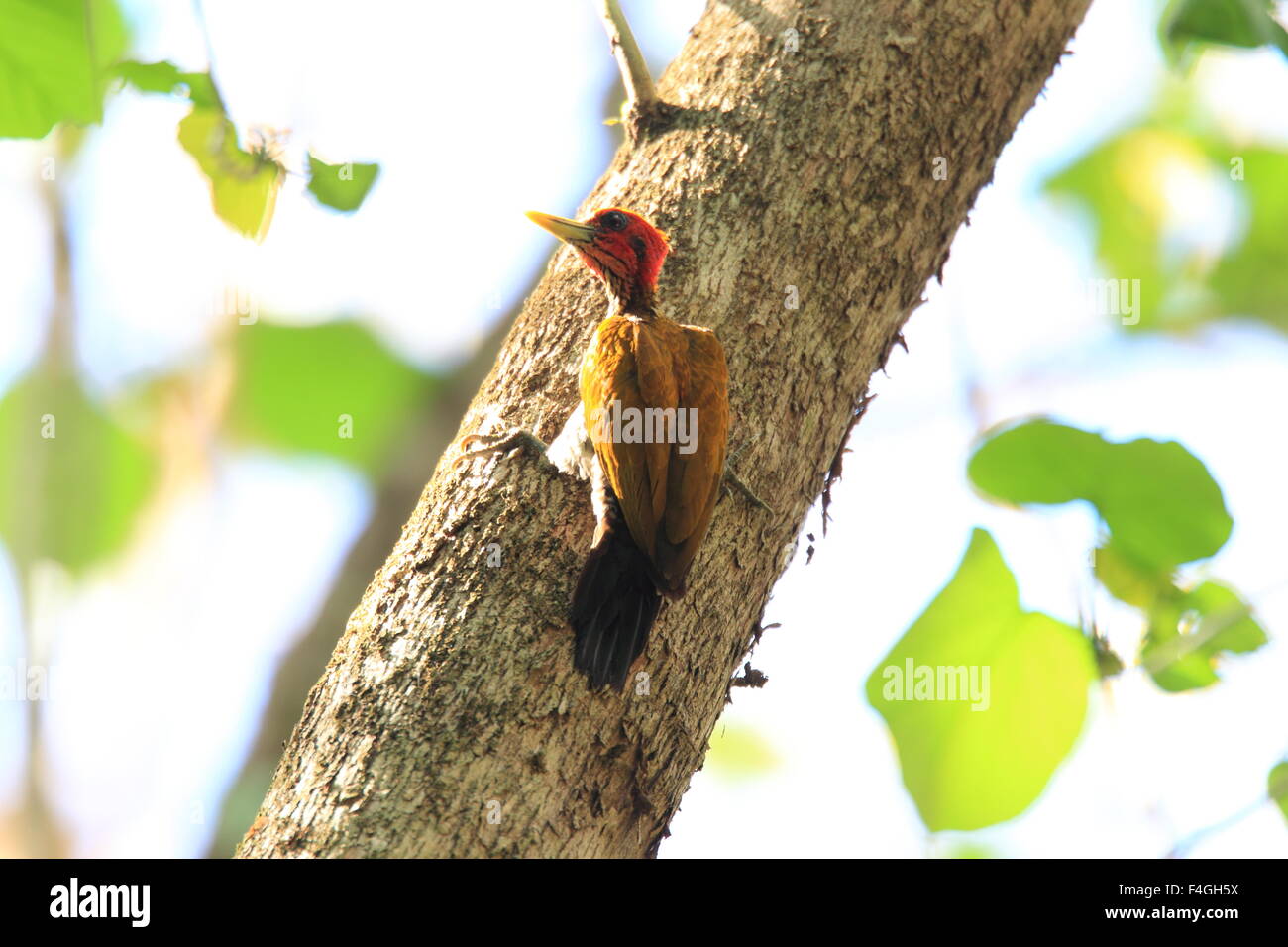 Red-headed flameback ((Chrysocolaptes erythrocephalus) in Palawan ...